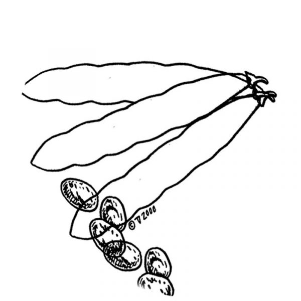 Soijapapu: 'Chiba Green' - HyötykasviyhdistysHyötykasviyhdistys