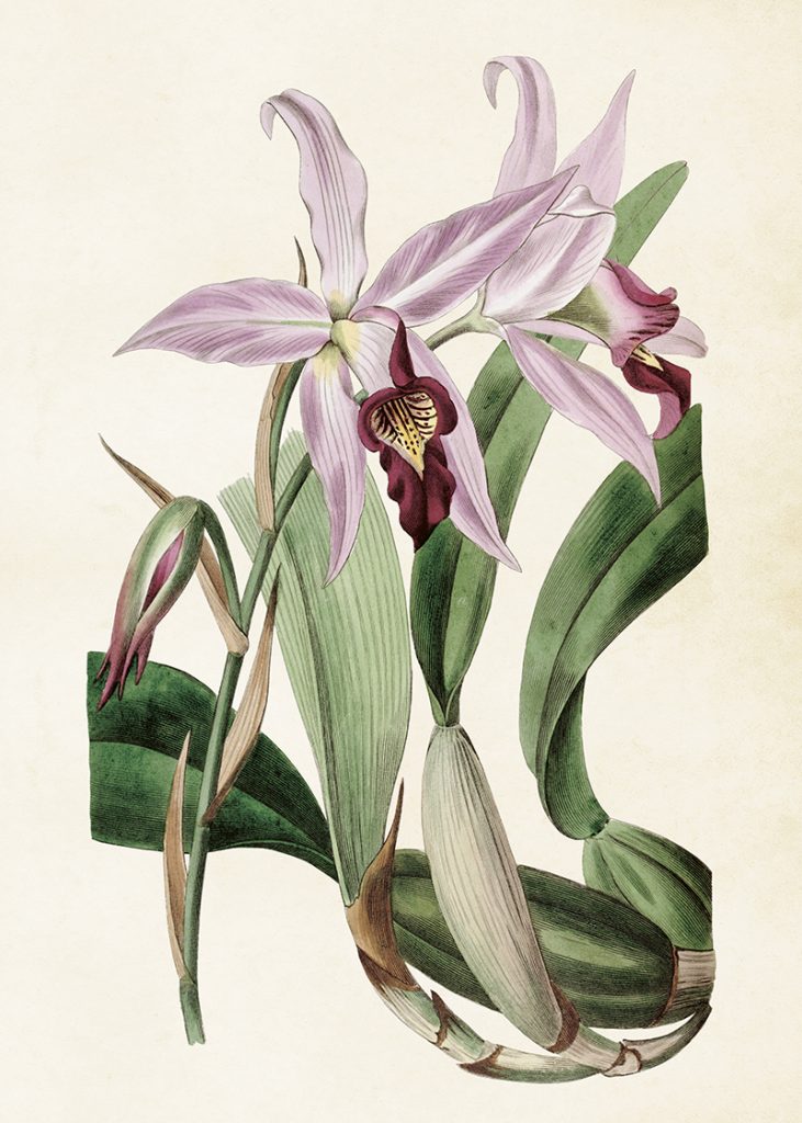 Orkidea 50 x 70 cm - HyötykasviyhdistysHyötykasviyhdistys